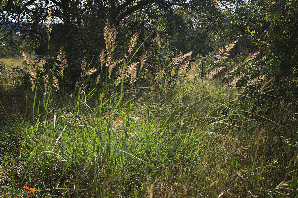 As Long As The Grass Shall Grow - Mother Nature's Son