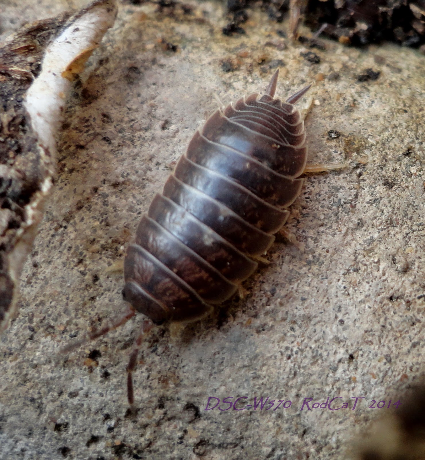 Bichos en Antofagasta: Chanchito de tierra (Oniscidea), ¿quién no lo ...