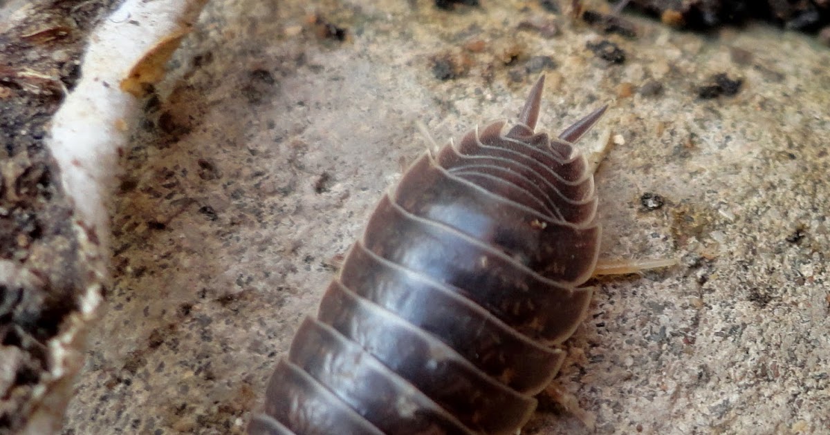 Bichos en Antofagasta: Chanchito de tierra (Oniscidea), ¿quién no lo ...