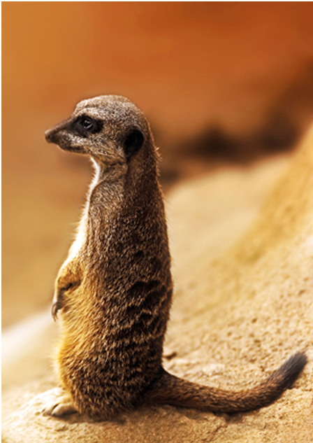 Meerkats Facts - Amazing Facts - Ask My Brain - Get More Knowlege
