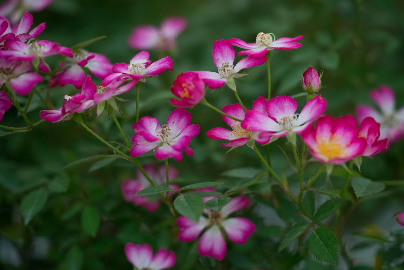 Flower Gallery: Rose Gallery - Happy Parasol バラ・ギャラリー ハッピーパラソル