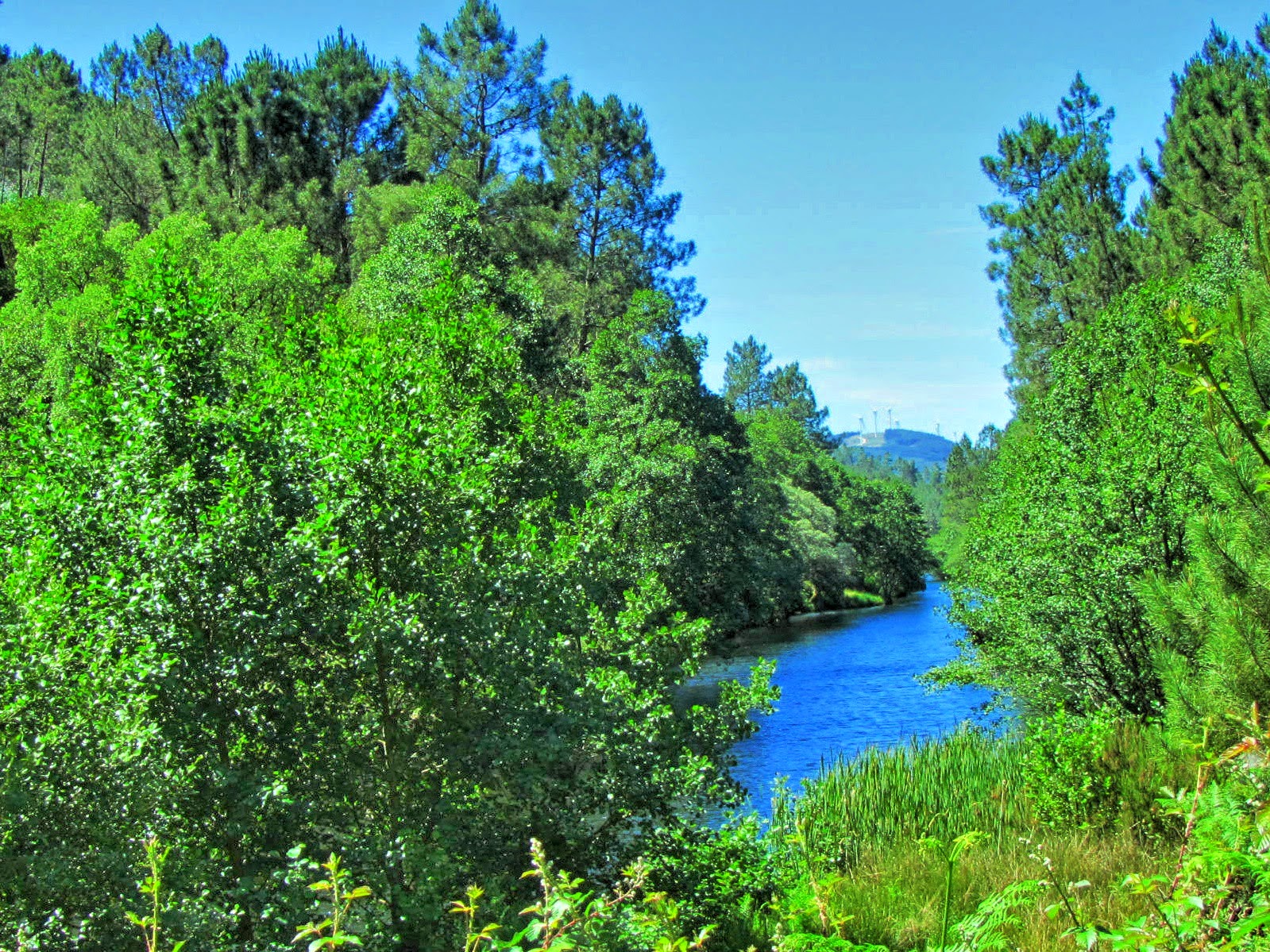 "Passeio vadio pela zona do pinhal"