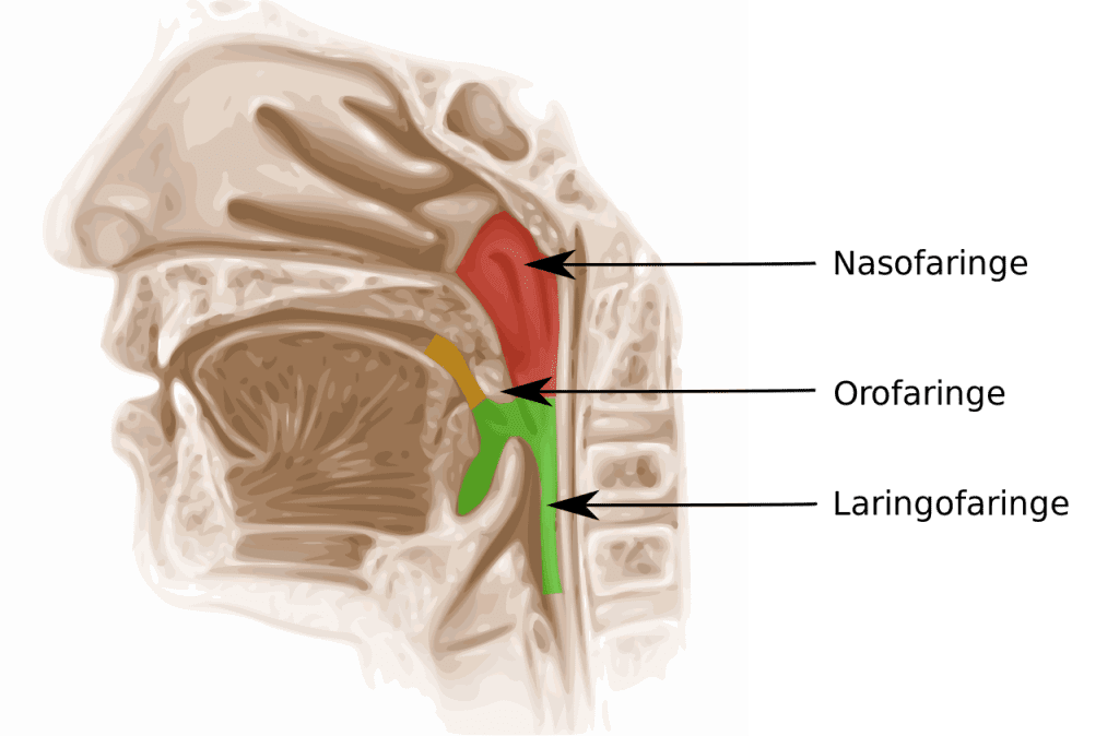 blog de biología y tecnología: PARTES