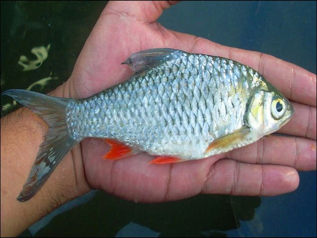 Ikan Tawes - Homecare24