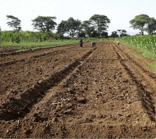 NJIA ZA KURUTUBISHA UDONGO - Kilimo Hai