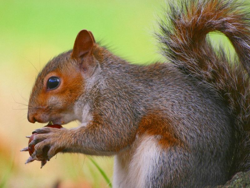 animales contentos: La ardilla