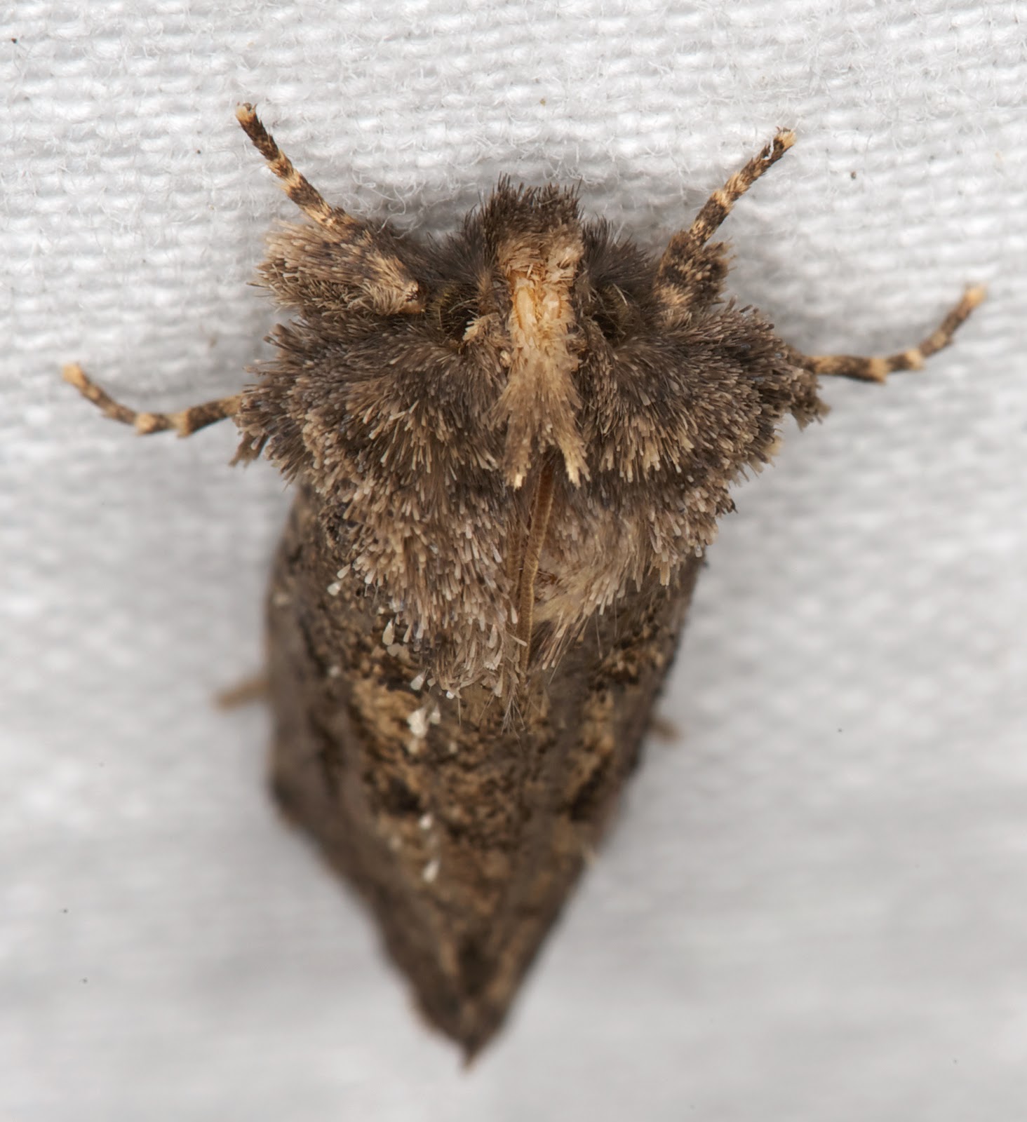 Zen Through a Lens: If You Light It They Will Come