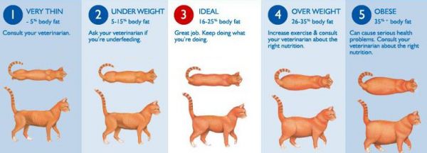 SALMON PETSHOP: Berat Badan Ideal untuk Kucing