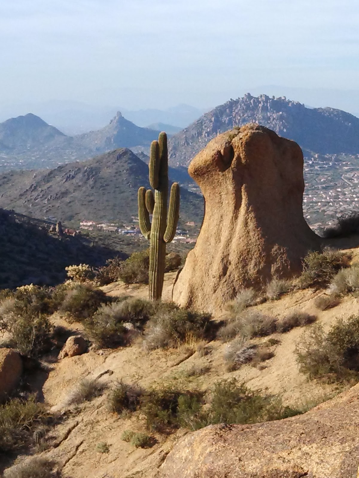 Prairie Rose Publications: Saguaro Cactus: Guardians Of The Desert