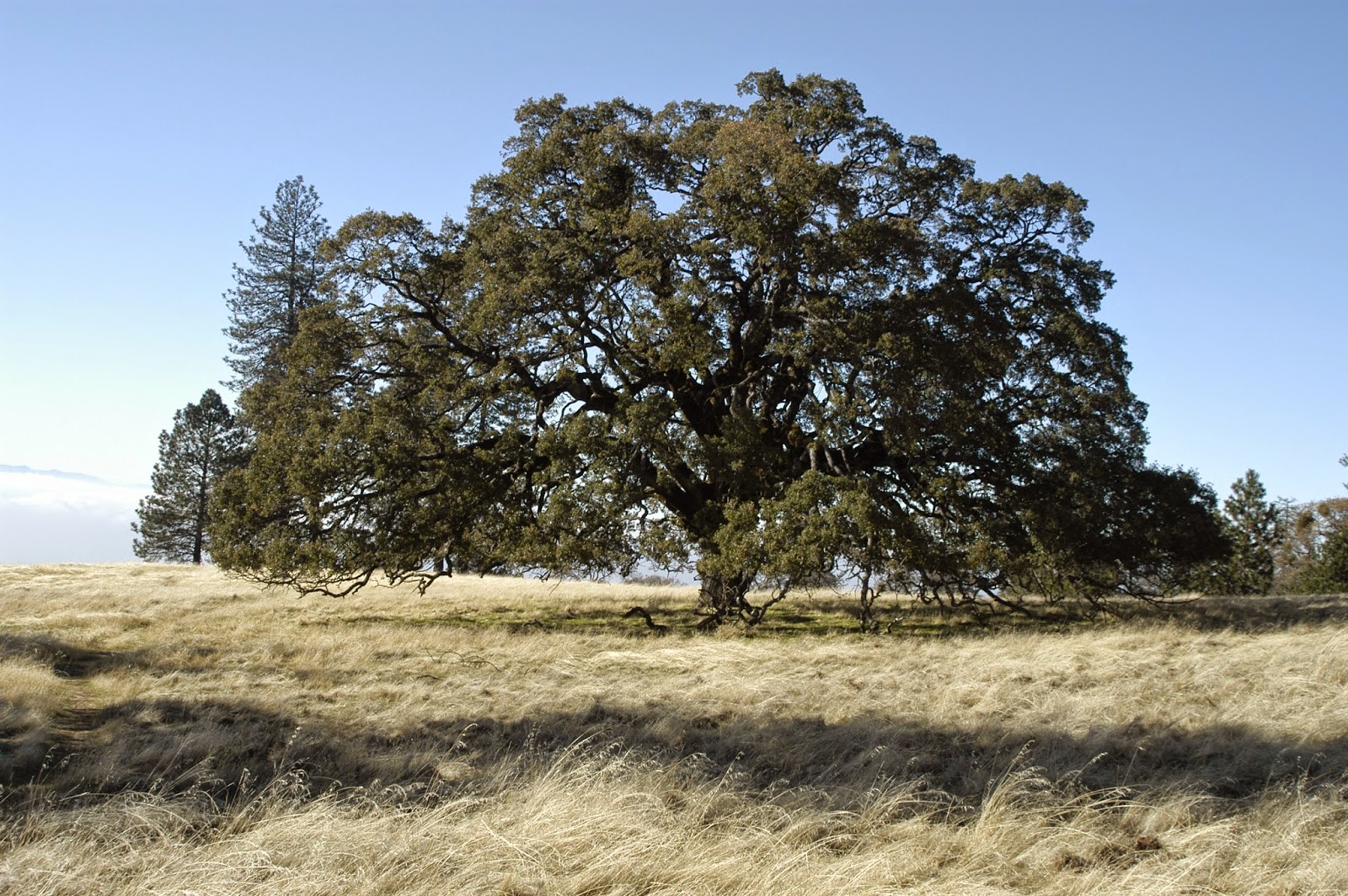 Chaparral Biome : How do plants and animals survive in the hot, dry ...