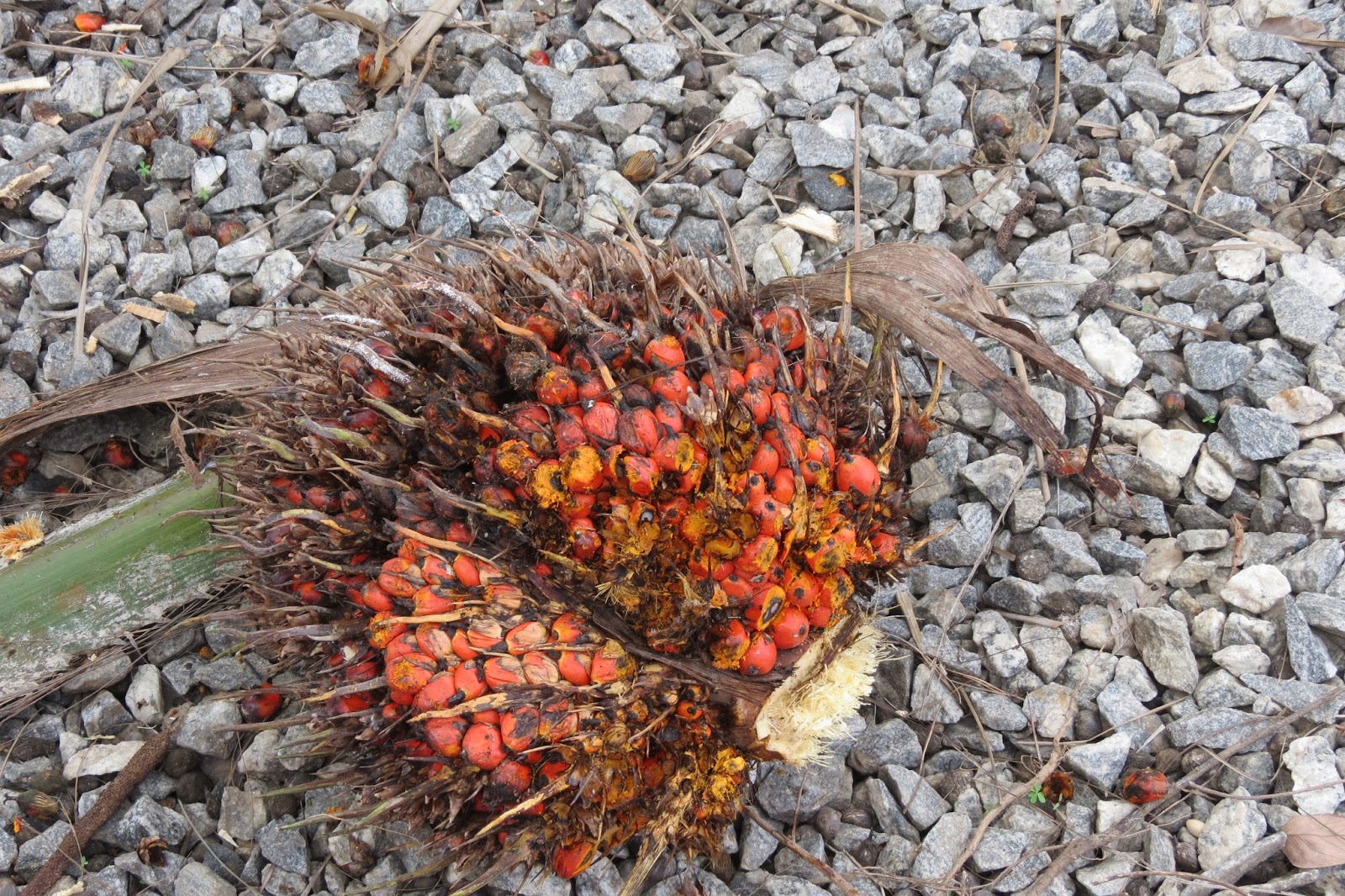Dewdrops of Joy: A Harvest of Palm Nuts
