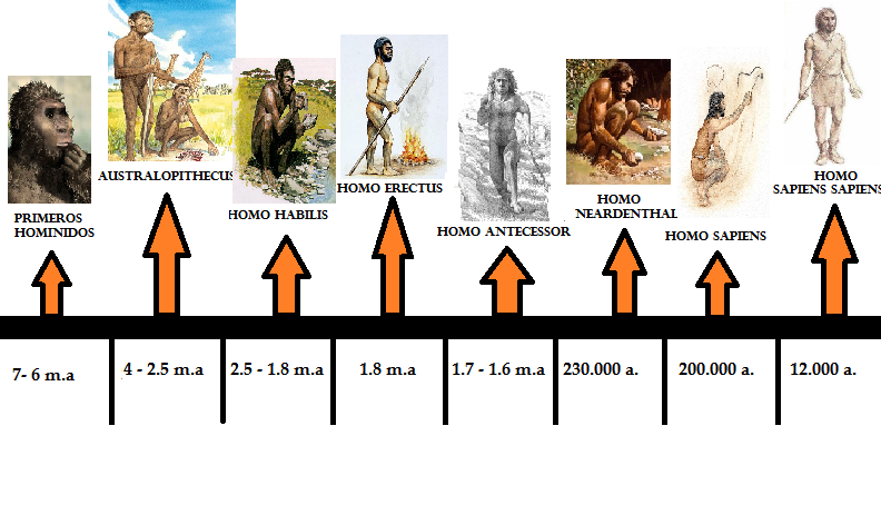 Ciencias Biologicas: EVOLUCIÓN HUMANA