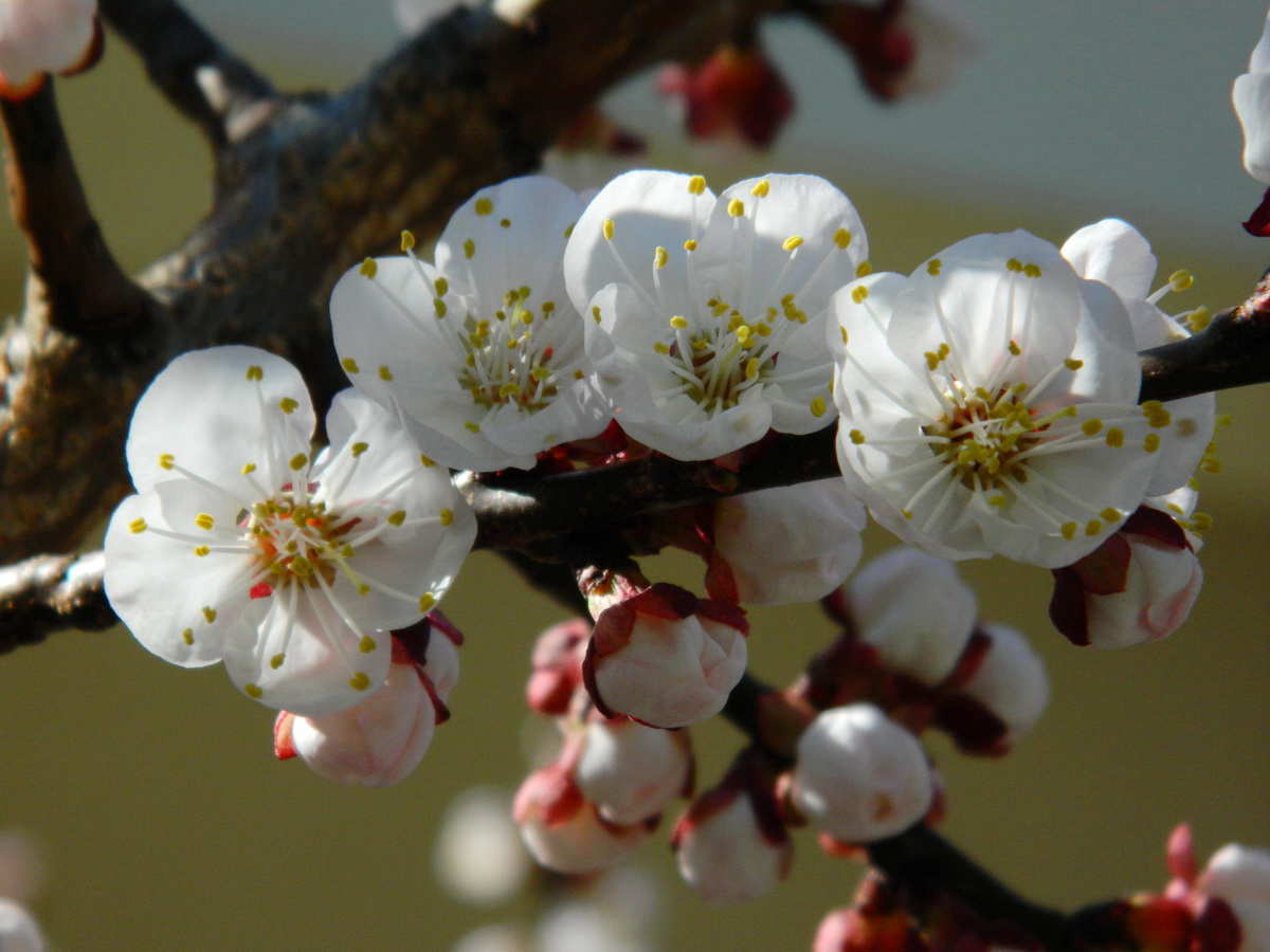 LA MULTI ANI, ROMANIA!: Alt pom inflorit cu flori albe