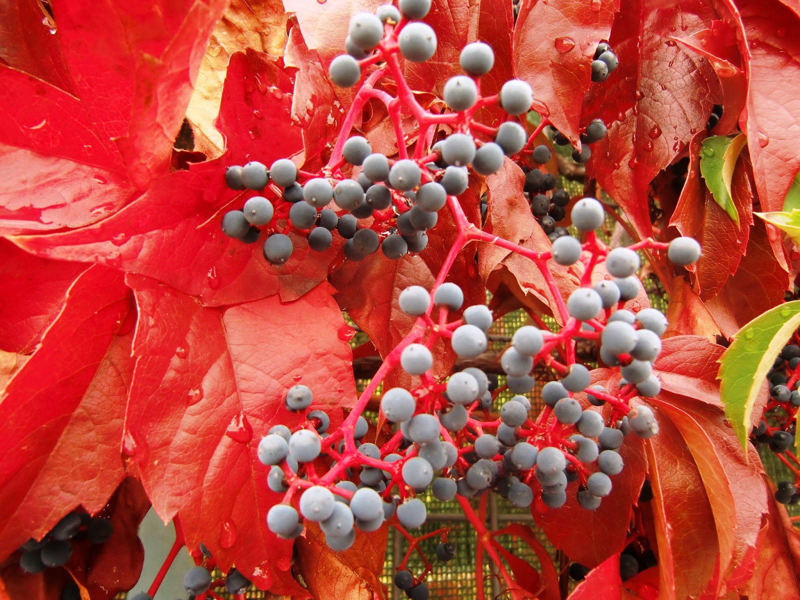 Plantas de Huerta Otea, Salamanca: Parra de Virginia, para virgen ...
