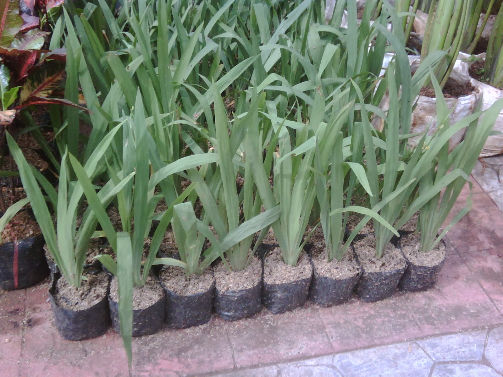 Tanaman airis | pohon airis | tanaman hias | Tukang Taman