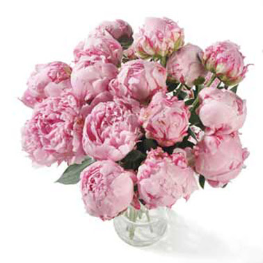 Um jardim para cuidar: Jardins em tons de cor-de-rosa..