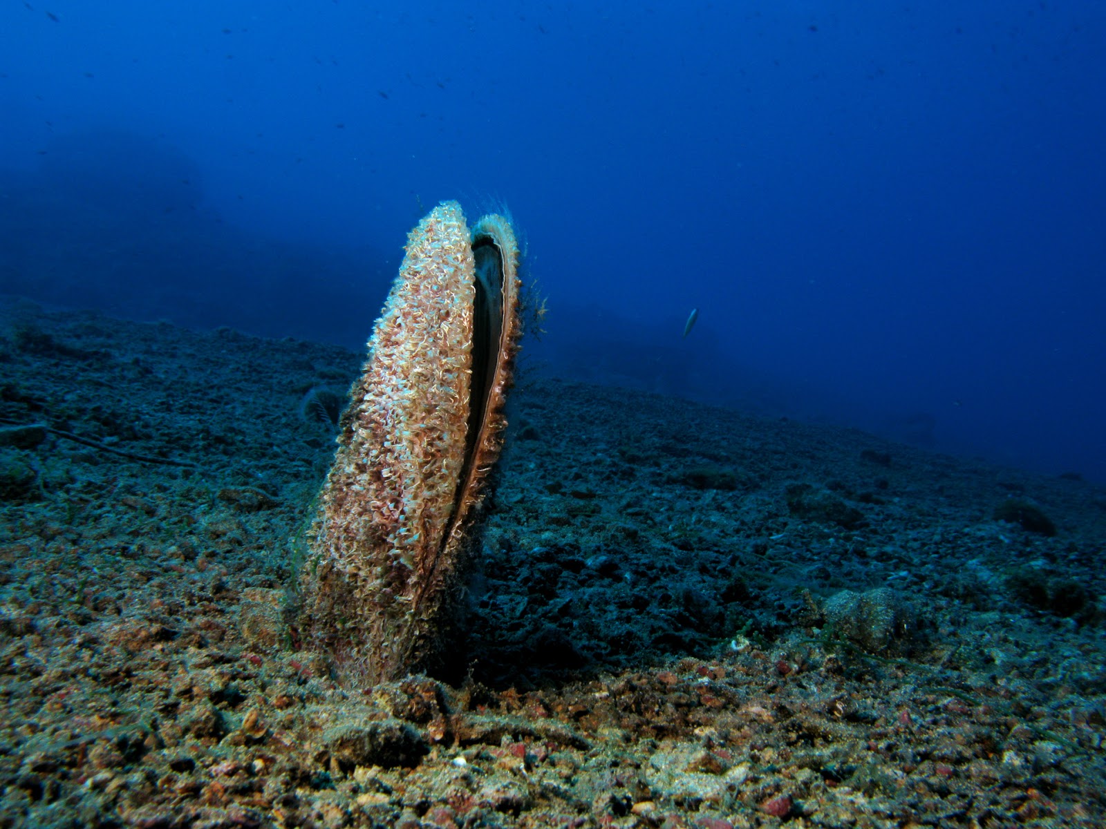 Kostas Ladas photography: Pinna nobilis-Πίννα