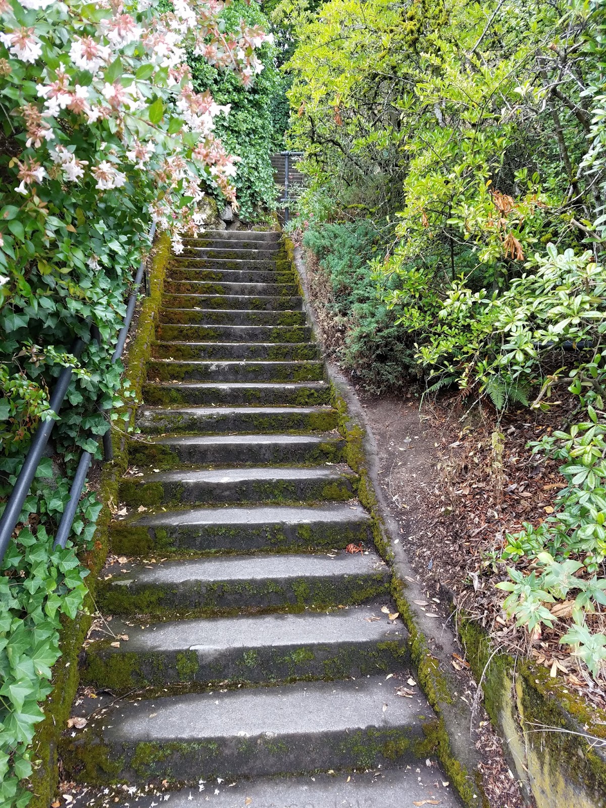 Dave Goes Outside: Portland Stairs Quest 5: Alameda Ridge