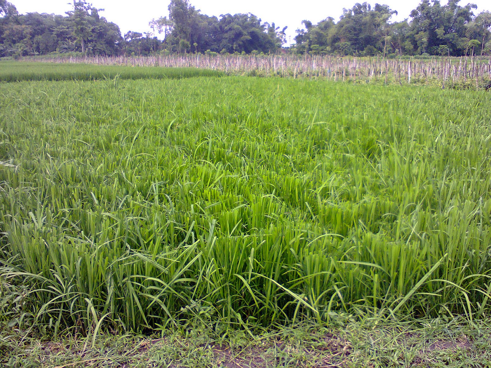 TIPS AGAR TANAMAN PADI TIDAK ROBOH | Pertanian