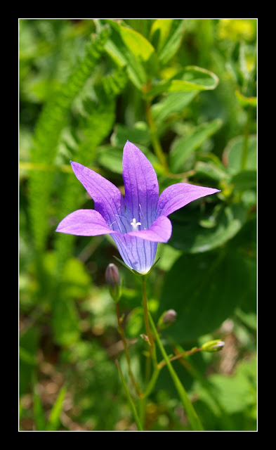 EvaMaria: Poľné kvety