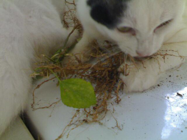 KHASIAT AKAR POKOK KUCING GALAK - Fakta Kucing