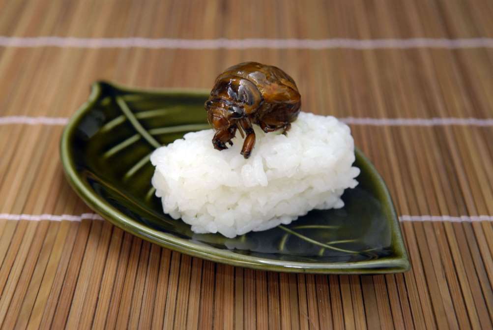 Día del Sushi de Insectos en Japón ~ Gastronomia y Postres