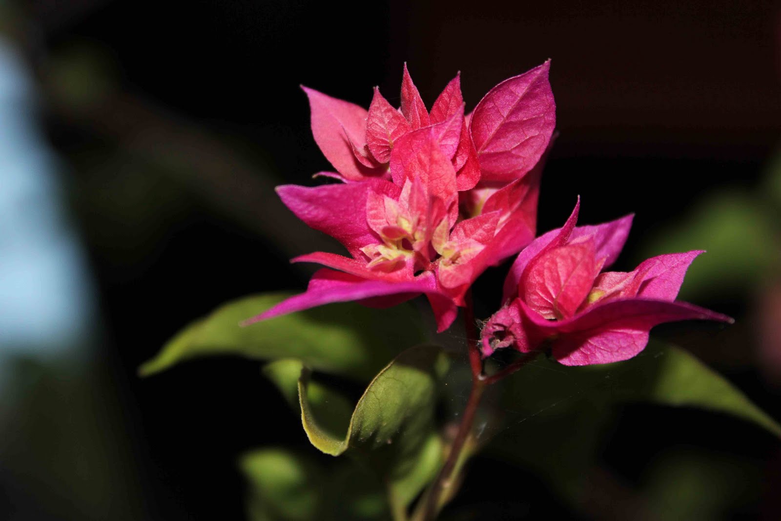 Sayaka Takemura- Drawing Project