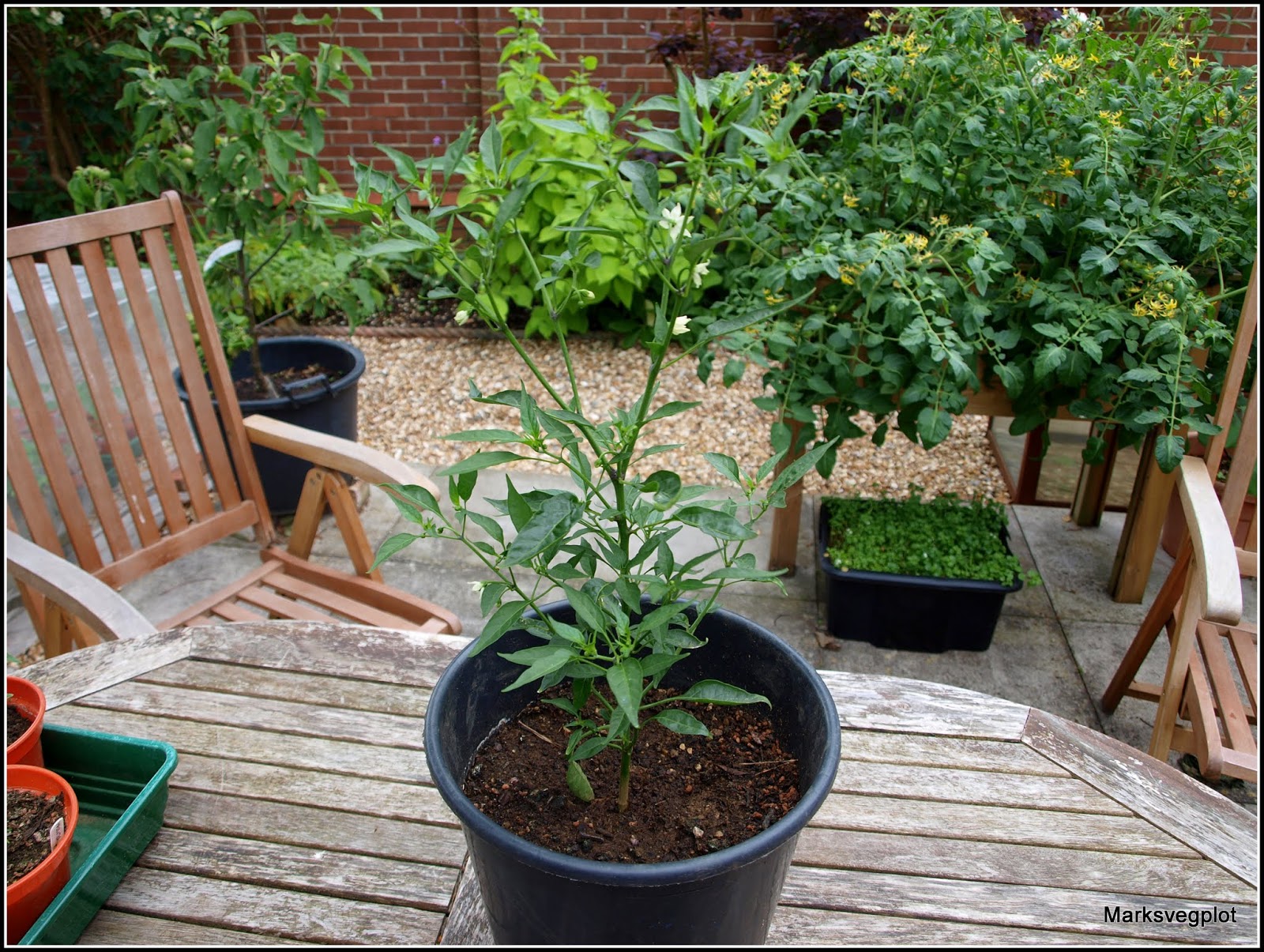 Mark's Veg Plot: Chilli progress report