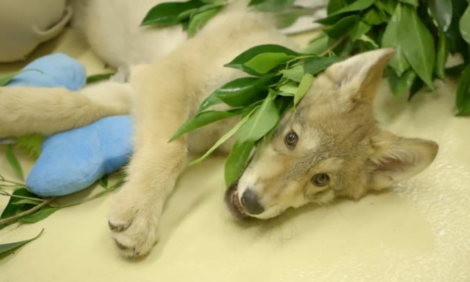 White Wolf : Playful wolf pup makes debut at San Diego Wildlife Center ...