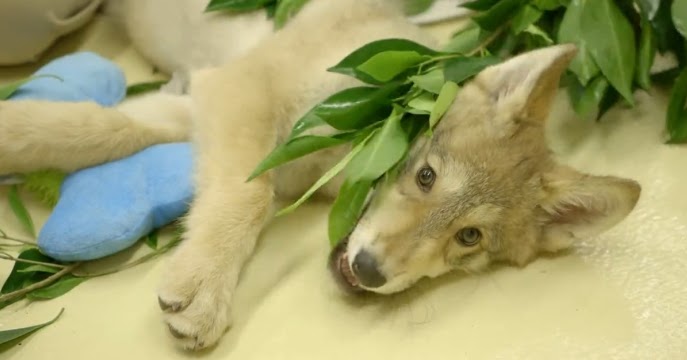 White Wolf : Playful wolf pup makes debut at San Diego Wildlife Center ...