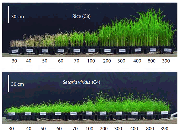Experimental Farming: Carbon Dioxide Enrichment