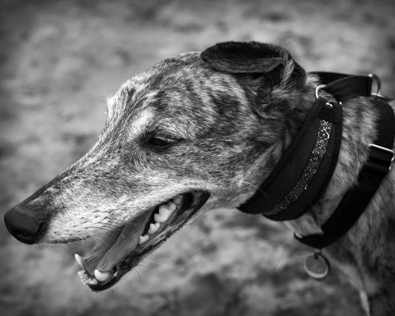 Picture Window photo blog : On display at the Dog Olympics, Long Beach, Wa.