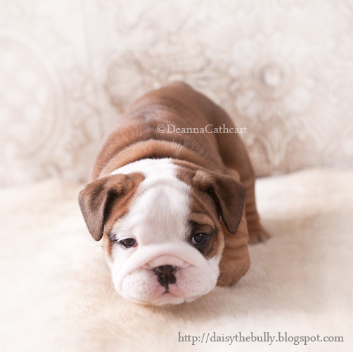 Daisy The Bully: Moo Moo 5 Weeks