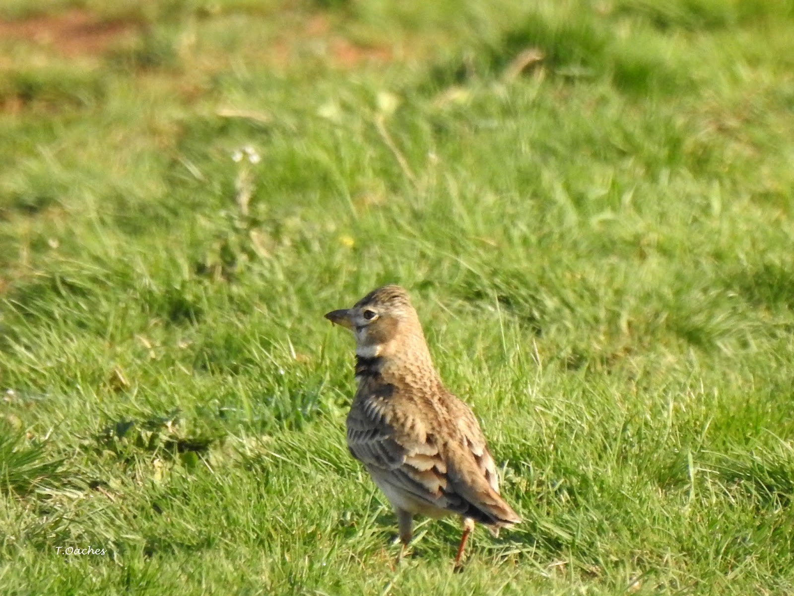 PASARI DIN ROMANIA: CIOCARLIE DE BARAGAN, Melanocorypha calandra