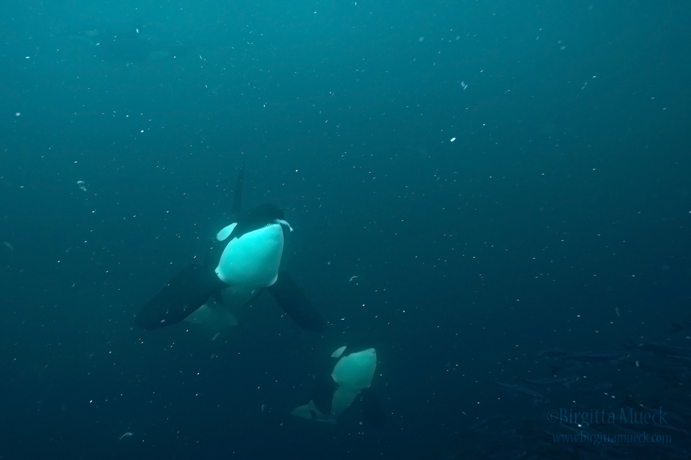 Film Photo Adventure: Carousel Feeding Orcas