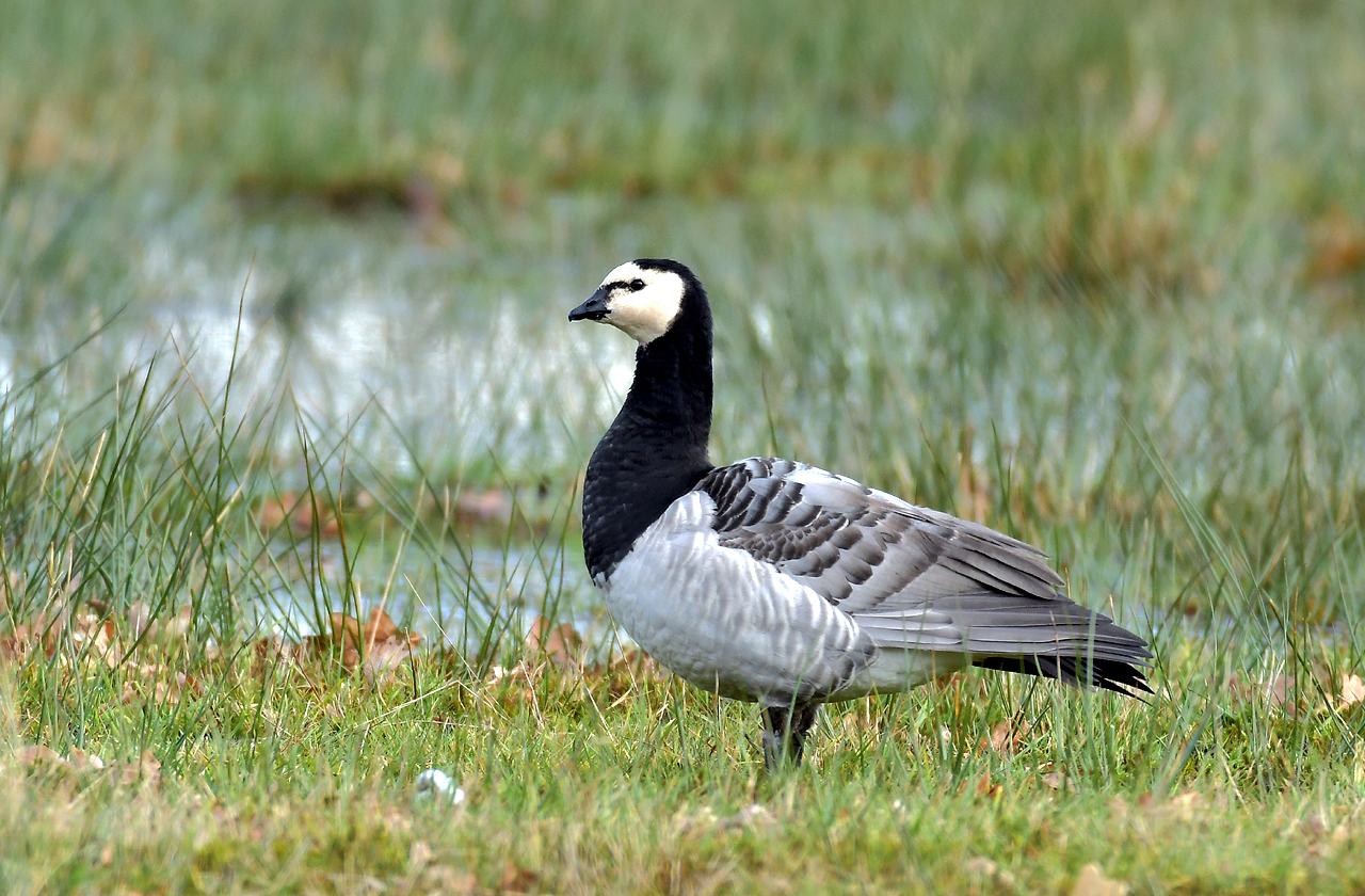 Jozef van der Heijden - Natuurfotografie: Brandgans op het Beleven Reusel