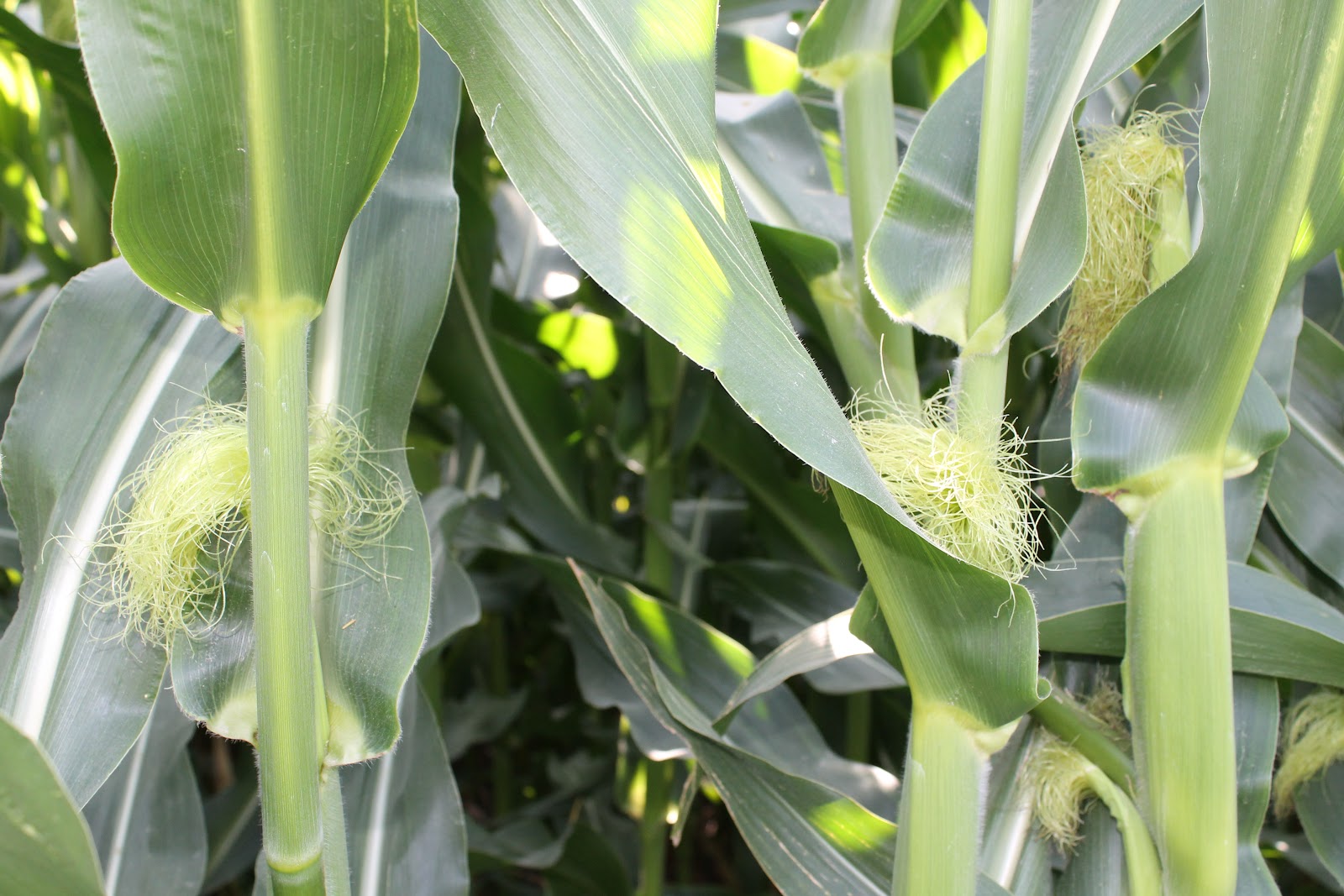 Corn, Beans, Pigs and Kids: Farm Friday