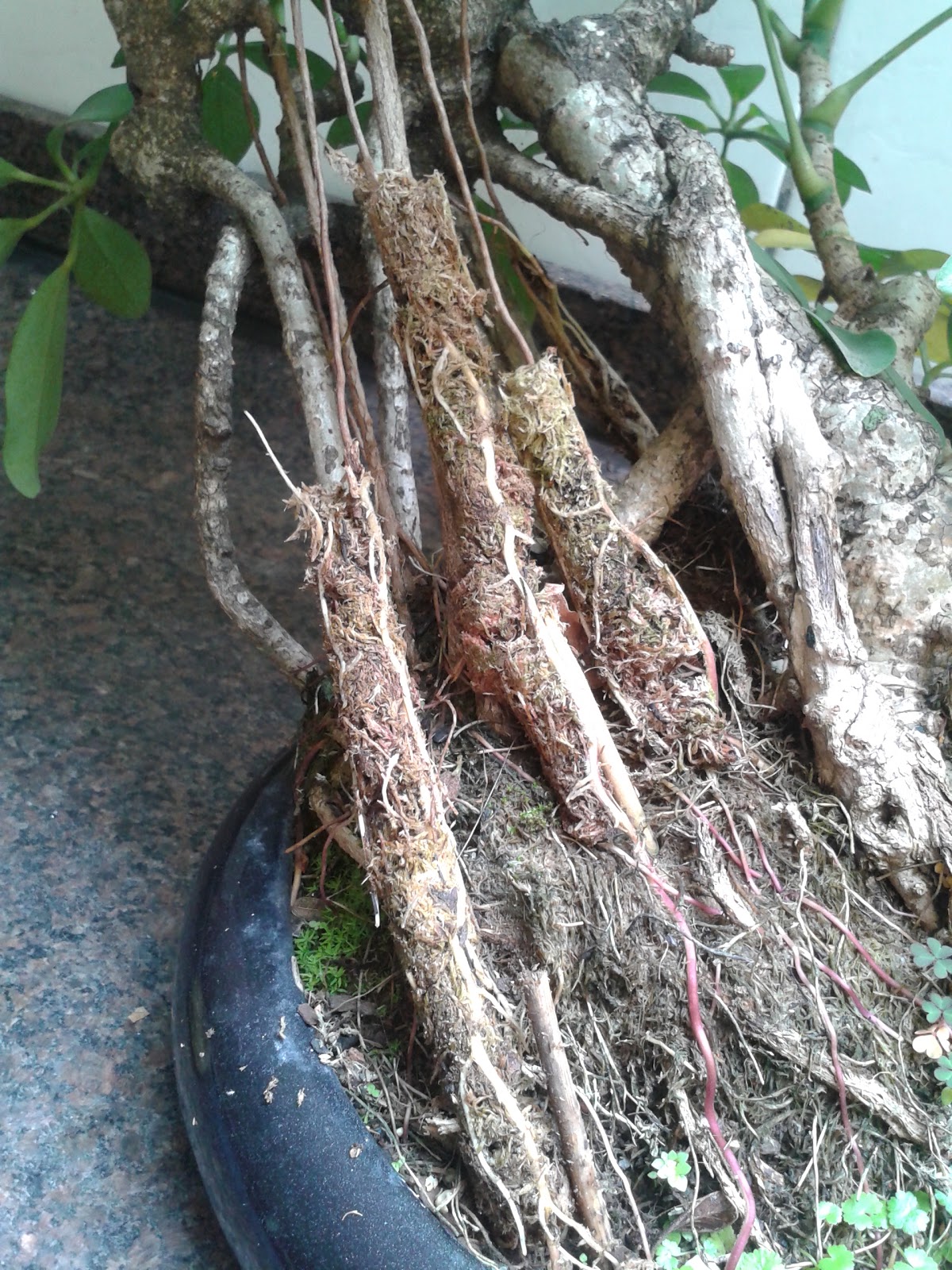 Kings Bonsai: COMO ESTIMULAR A FORMAÇÃO DE RAÍZES AÉREAS - SCHEFFLERA