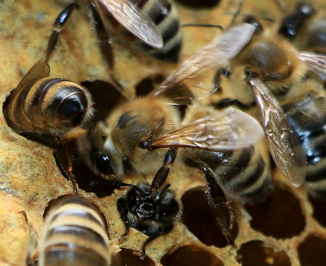 Passion-Apiculture. Le blog de l'Abeille Pat: La naissance des ...