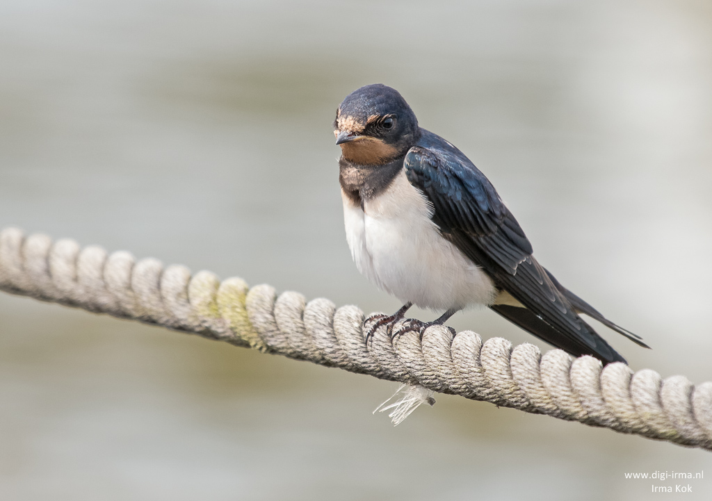 Irma's Natuurbeleving : Zwaluwen