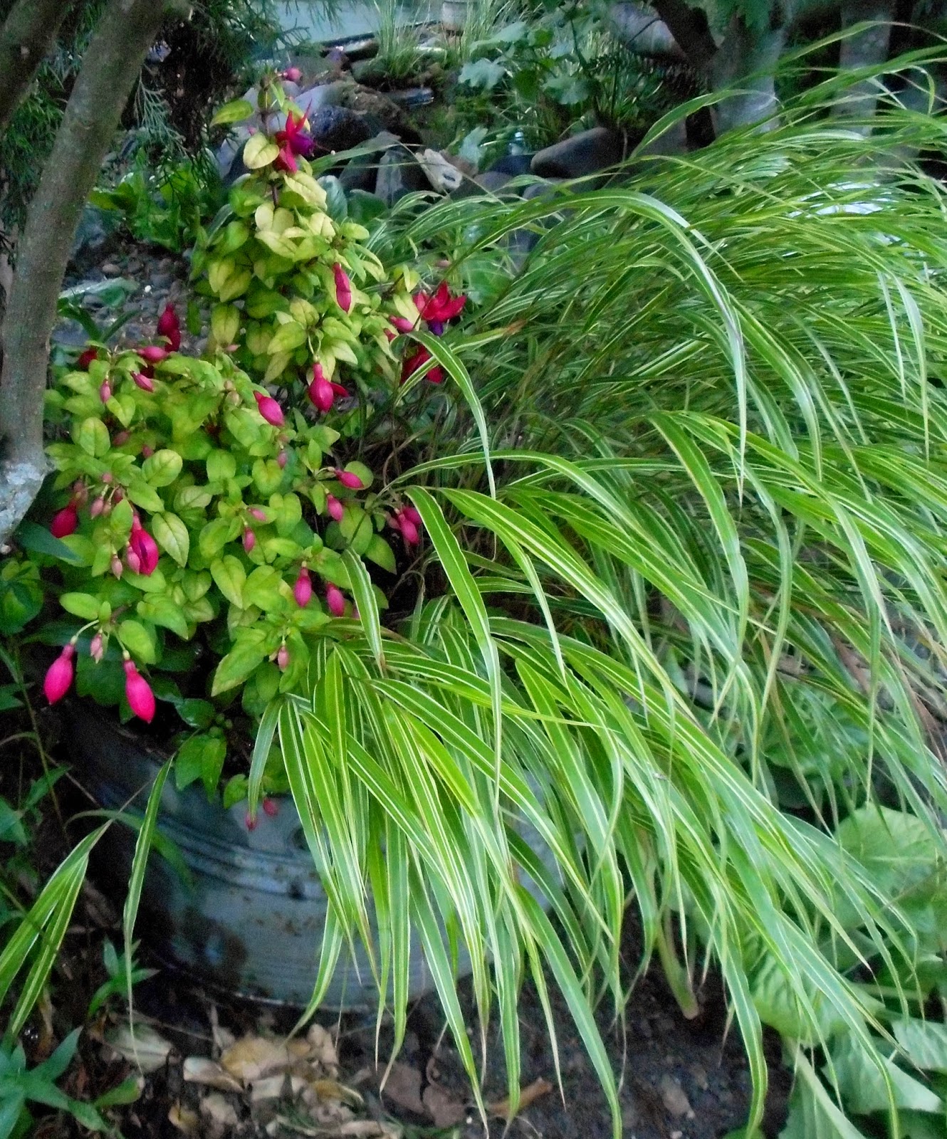 Gardening With Grace: Random Garden Photos