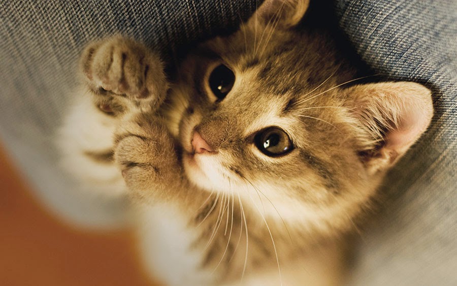 Kisah Sufi: Sebab Kucing Yang Basah