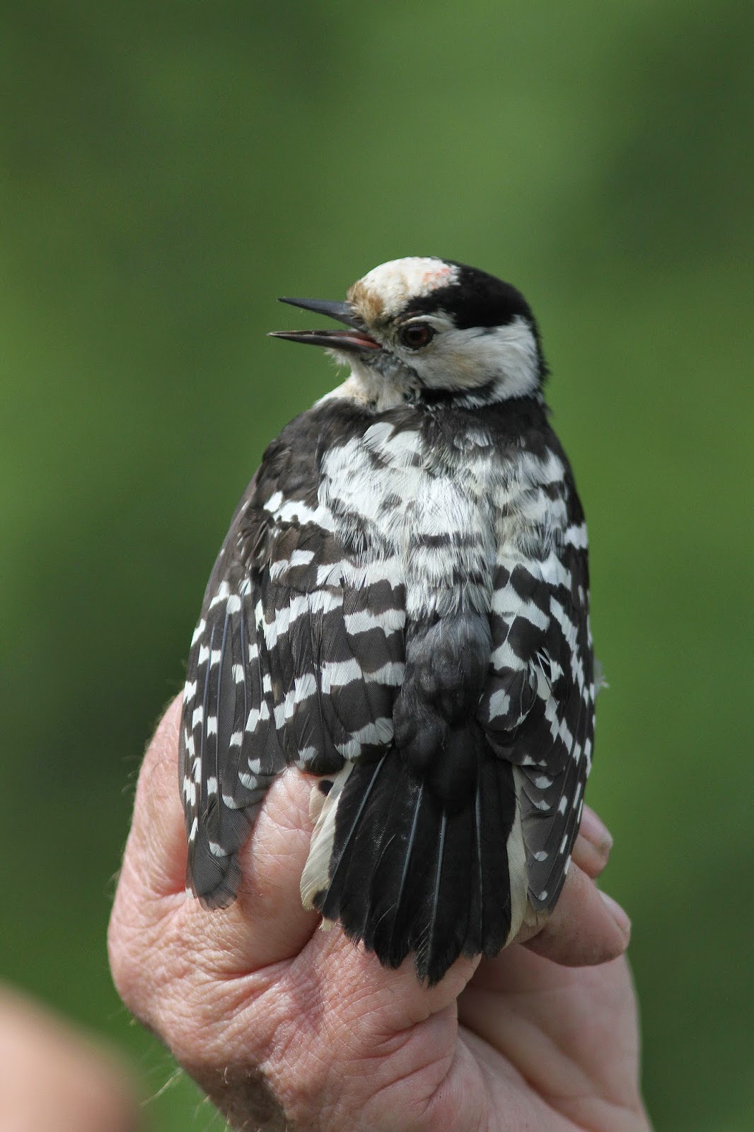Non-Stop Birding: BB Rare Breeding Birds in the UK report