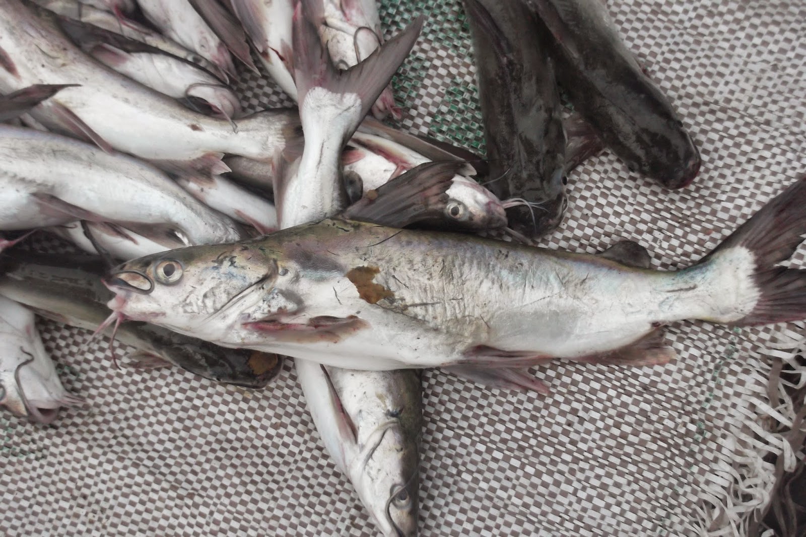 NEGOMBO SEAFOODS: AGULUWA