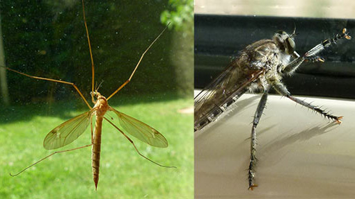 Faune Flore d'Ul: Diptère :Tipule ,cousin