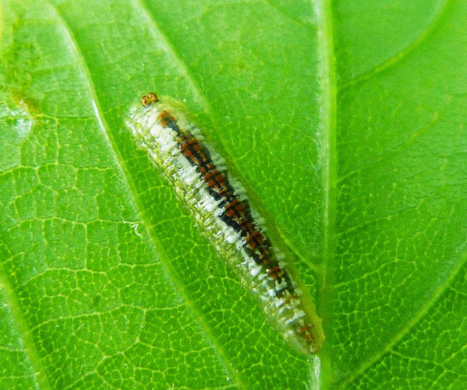 Insects of Scotland: Hoverflies