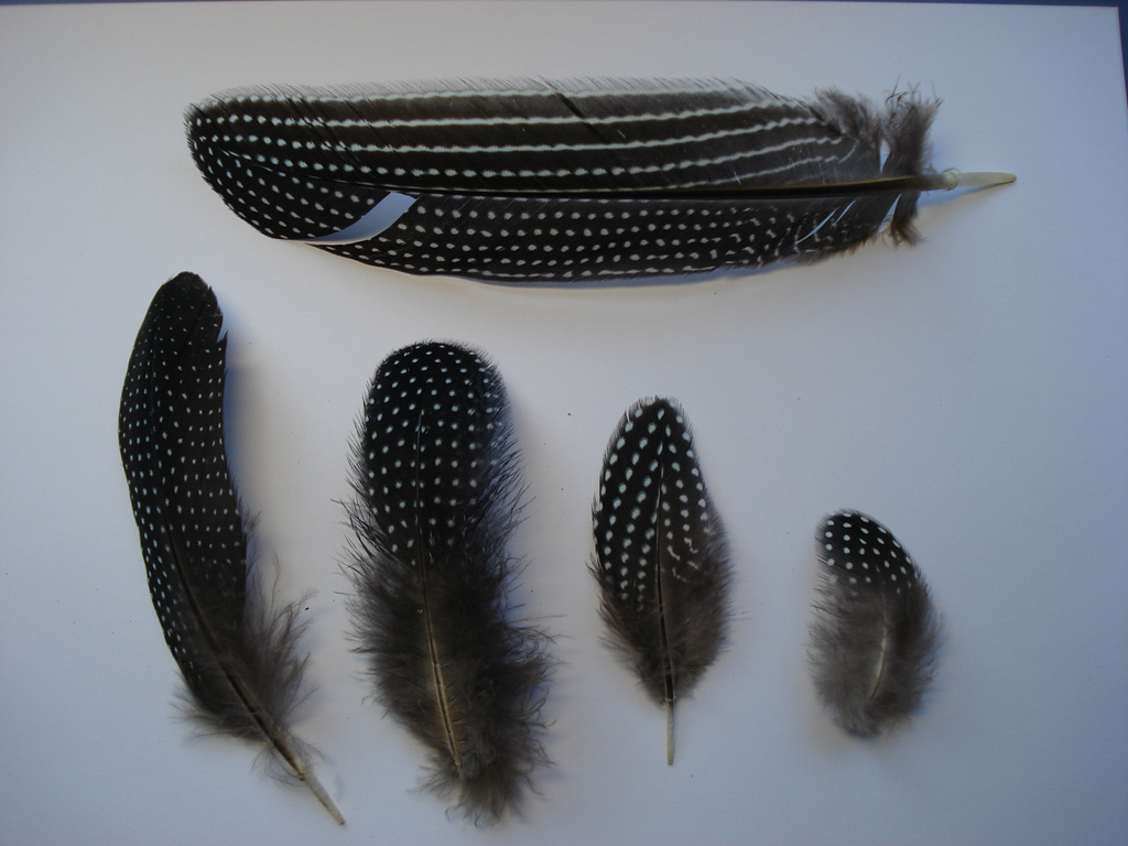 Arte y Moscas de Salmón: Plumas para montaje de moscas de salmón:(Pintadas)