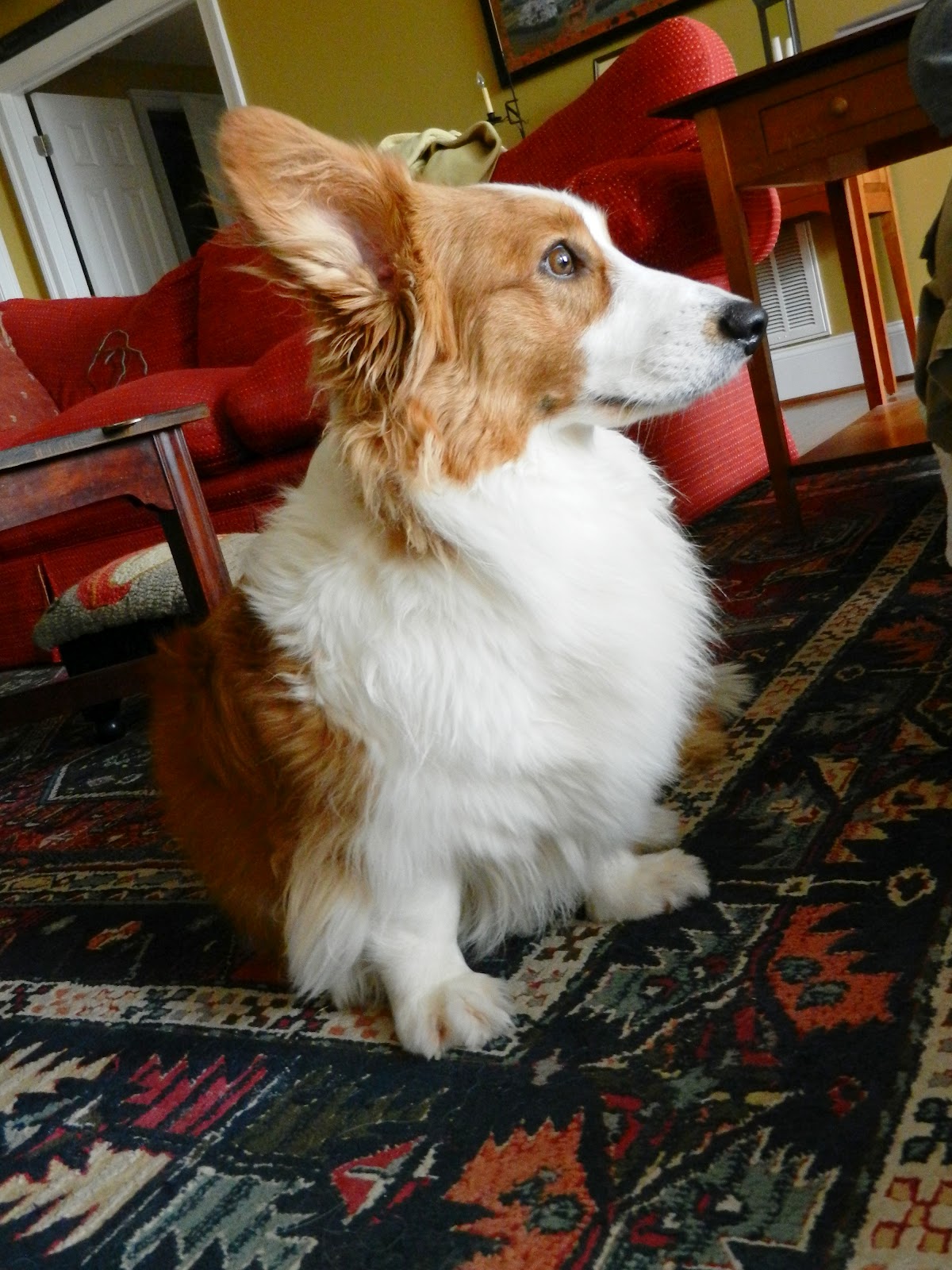 The Chronicles of Cardigan: Happy Work Week! Enjoy a Round of (Corgi ...