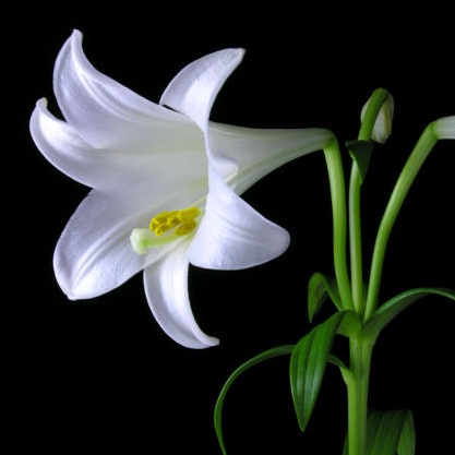 MALINALLI · herbolaria médica: LIRIO, LIS, LILY, AZUCENA, madonna lily ...