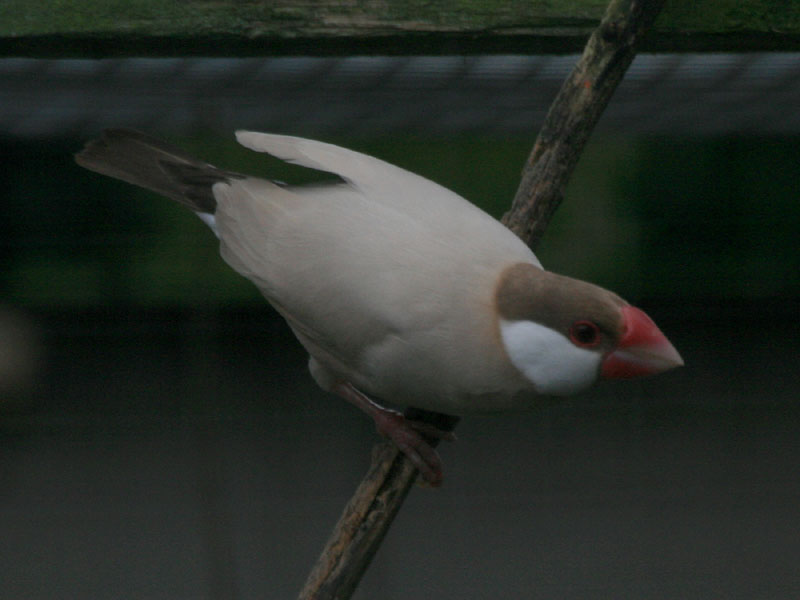 Of Esox & observations : Cage and Aviary birds